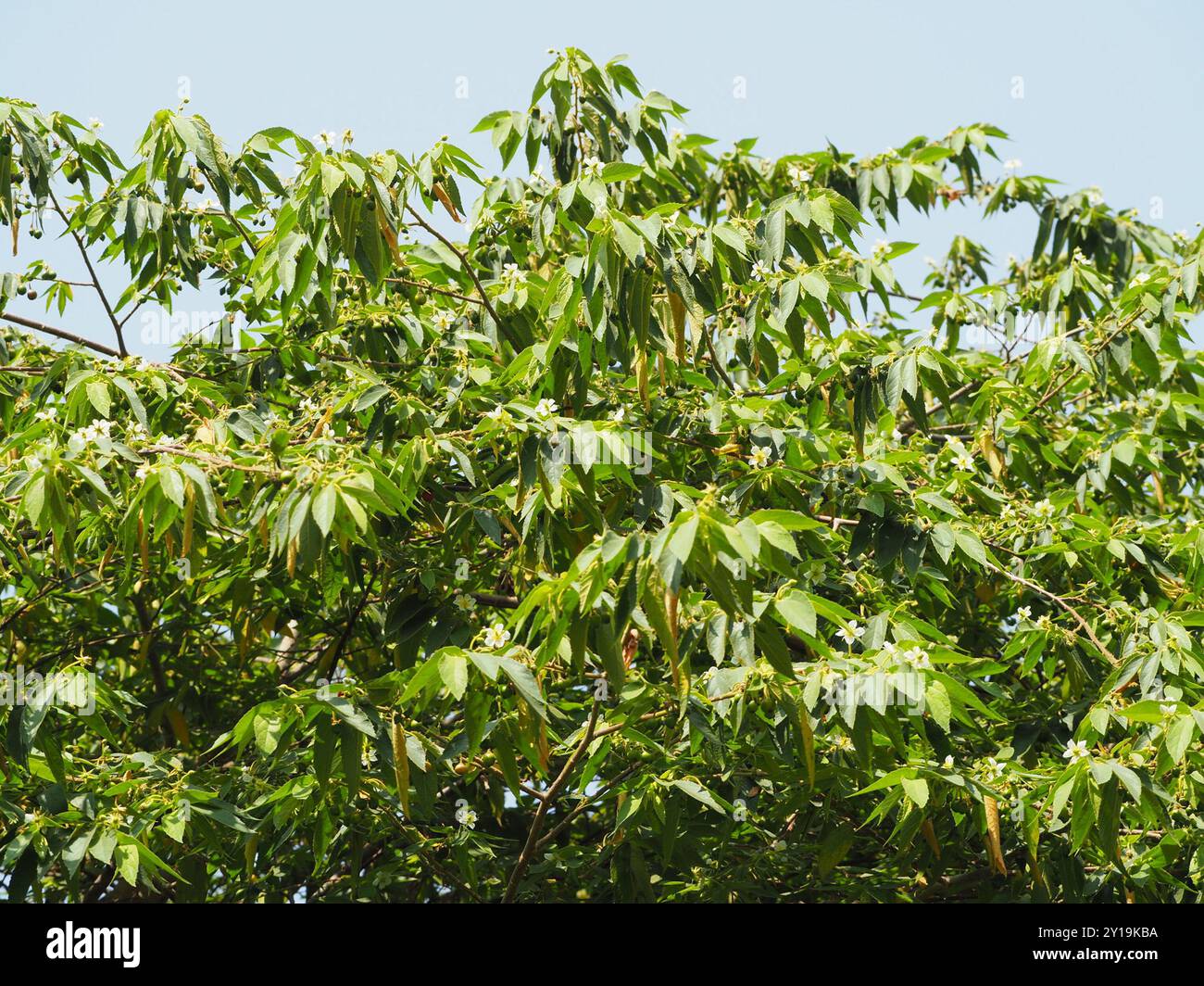 calabur tree (Muntingia calabura) Plantae Stock Photo - Alamy
