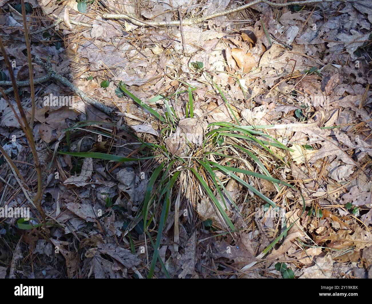 White-grained Mountain-ricegrass (Oryzopsis asperifolia) Plantae Stock ...