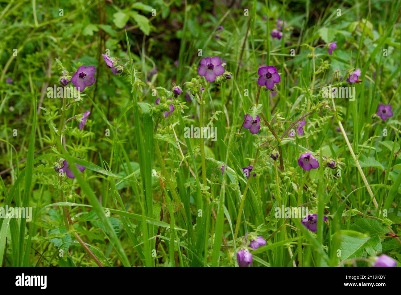 Fiesta Flower (Pholistoma auritum) Plantae Stock Photo - Alamy