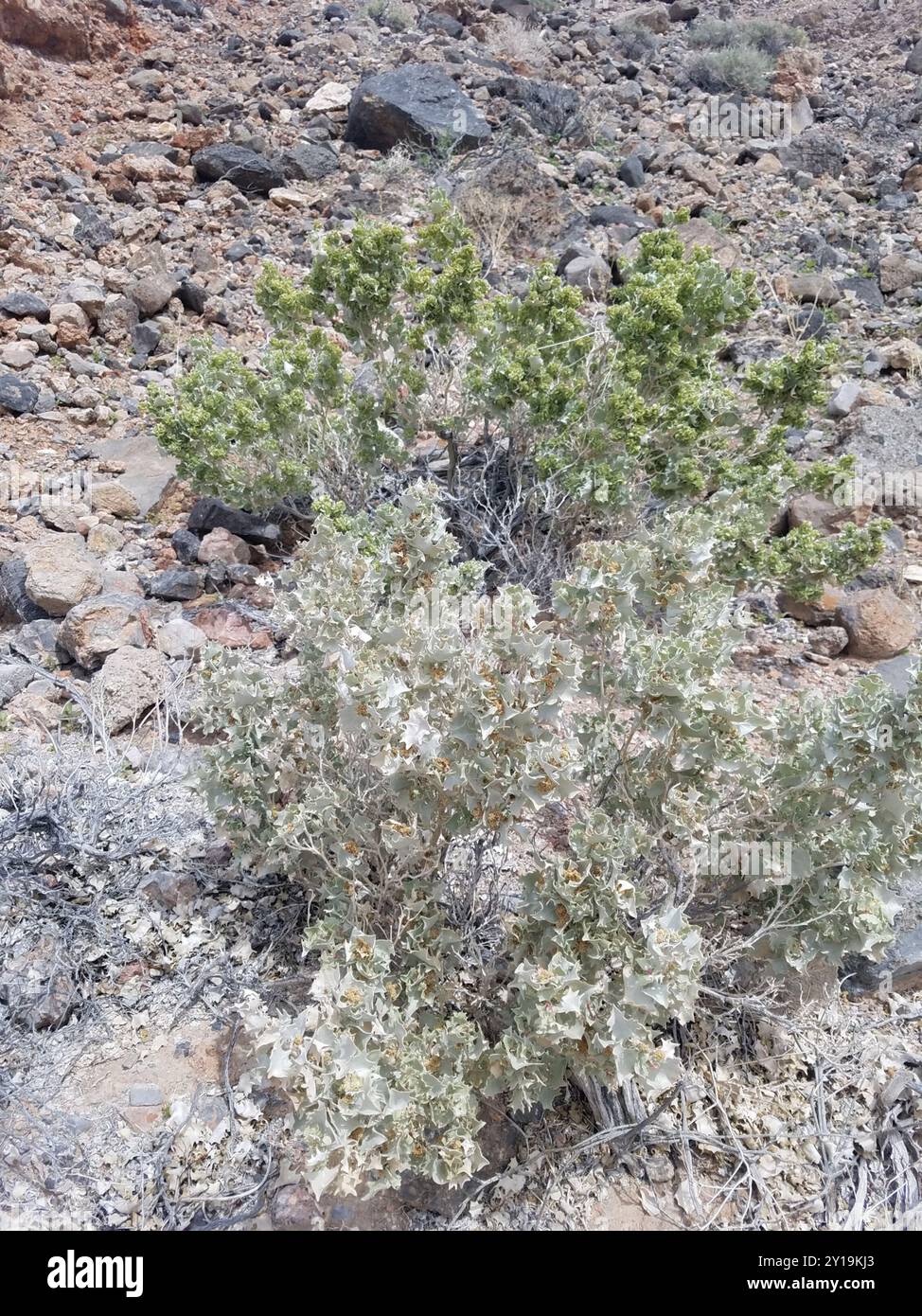 Desert Holly (Atriplex hymenelytra) Plantae Stock Photo - Alamy