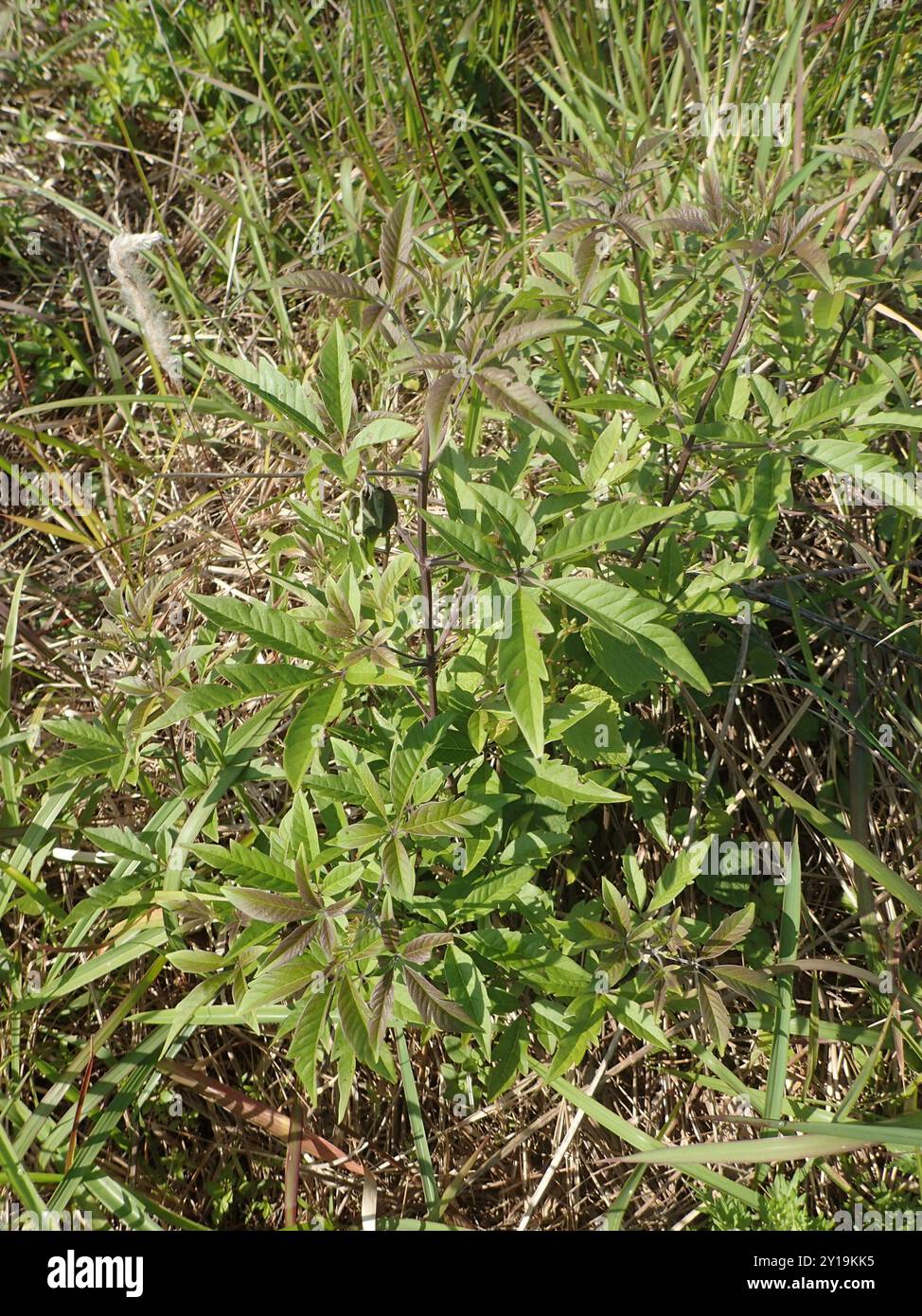 Five-leaved chaste tree (Vitex negundo) Plantae Stock Photo - Alamy