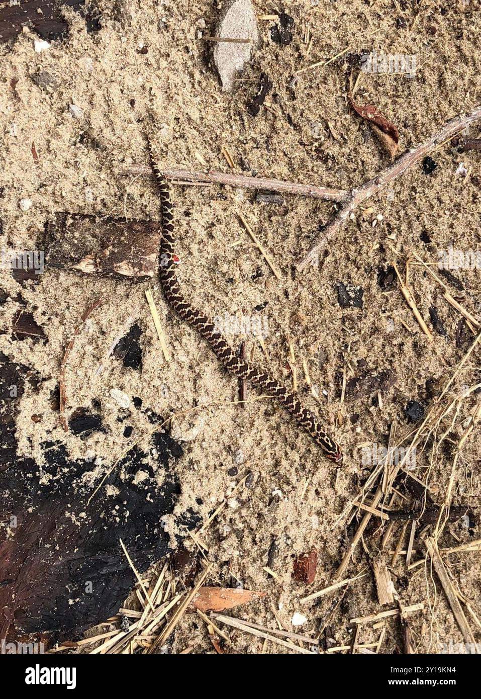 South American Hognose Snake (Xenodon dorbignyi) Reptilia Stock Photo ...
