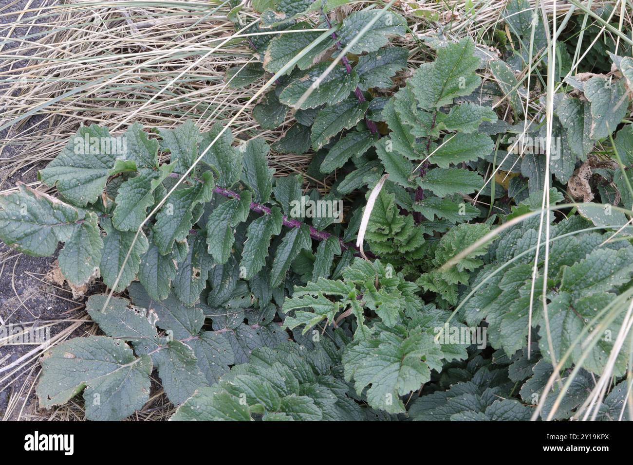 Mediterranean Radish (Raphanus raphanistrum landra) Plantae Stock Photo ...