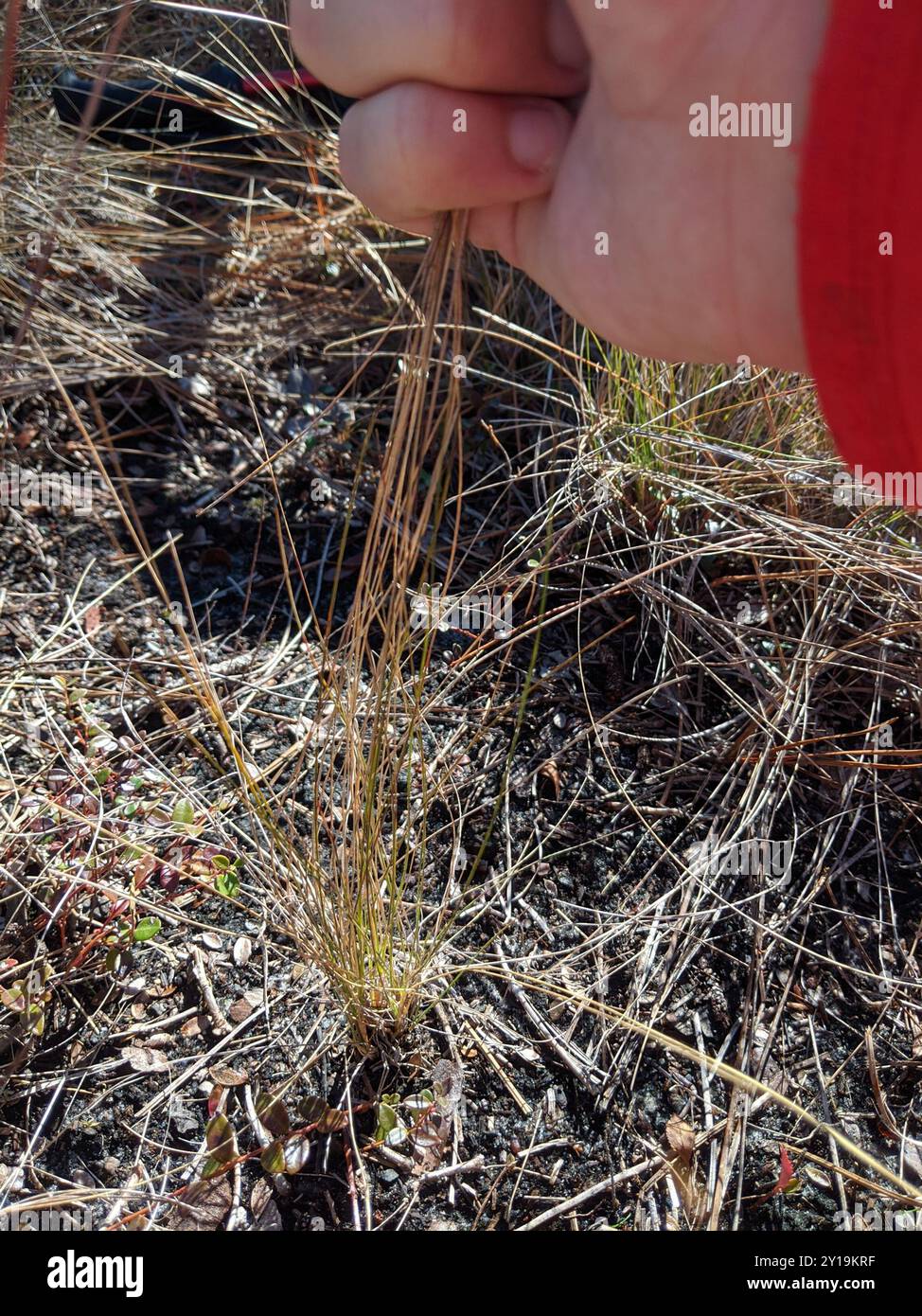 Wire grass (Aristida stricta) Plantae Stock Photo - Alamy