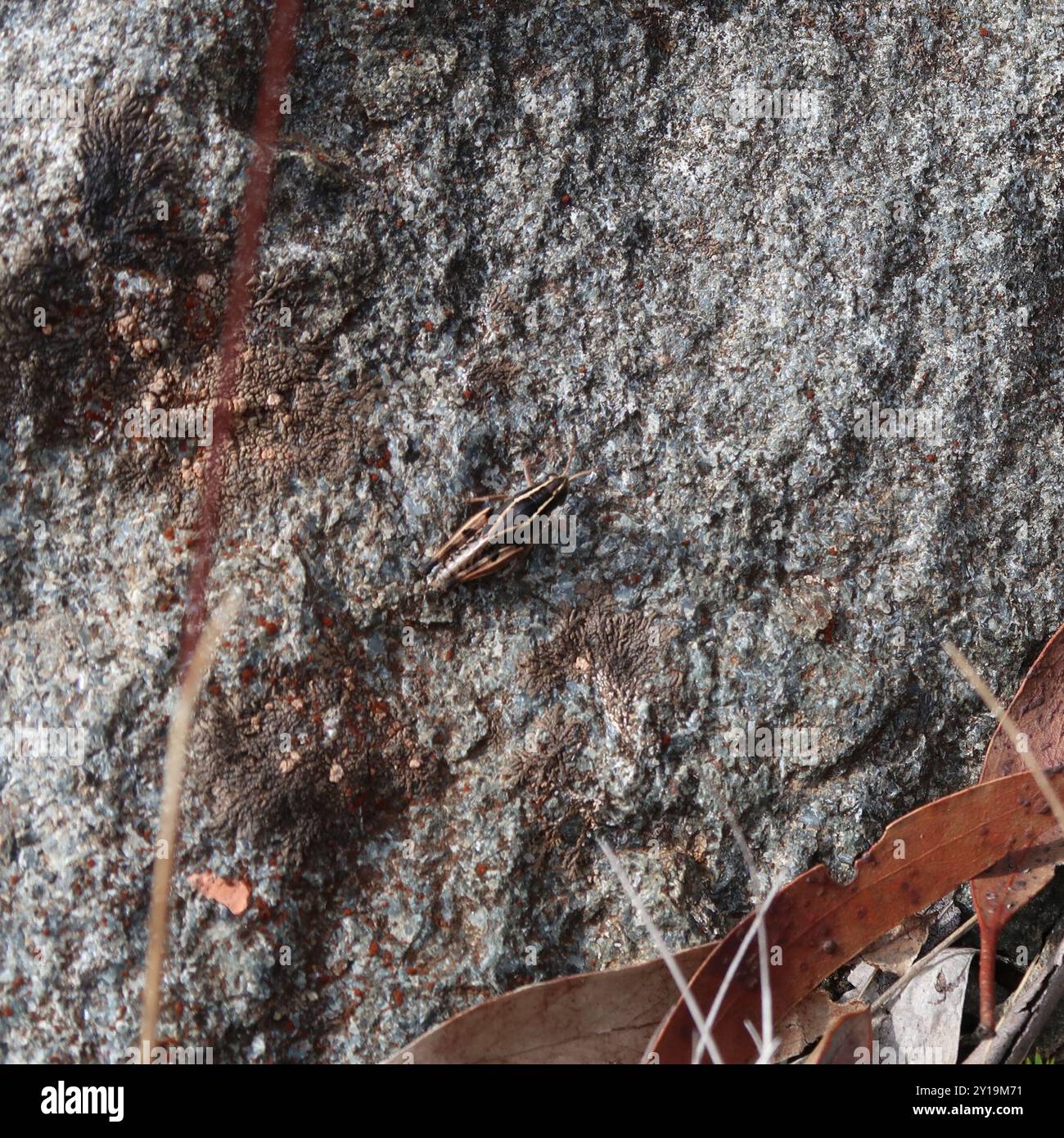 Wingless Grasshopper (Phaulacridium vittatum) Insecta Stock Photo - Alamy