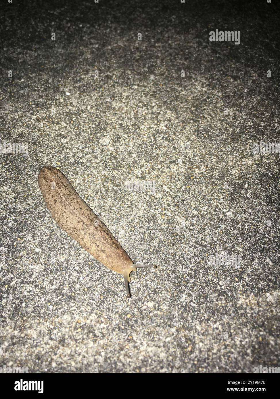 Florida Leatherleaf Slug (Leidyula floridana) Mollusca Stock Photo - Alamy