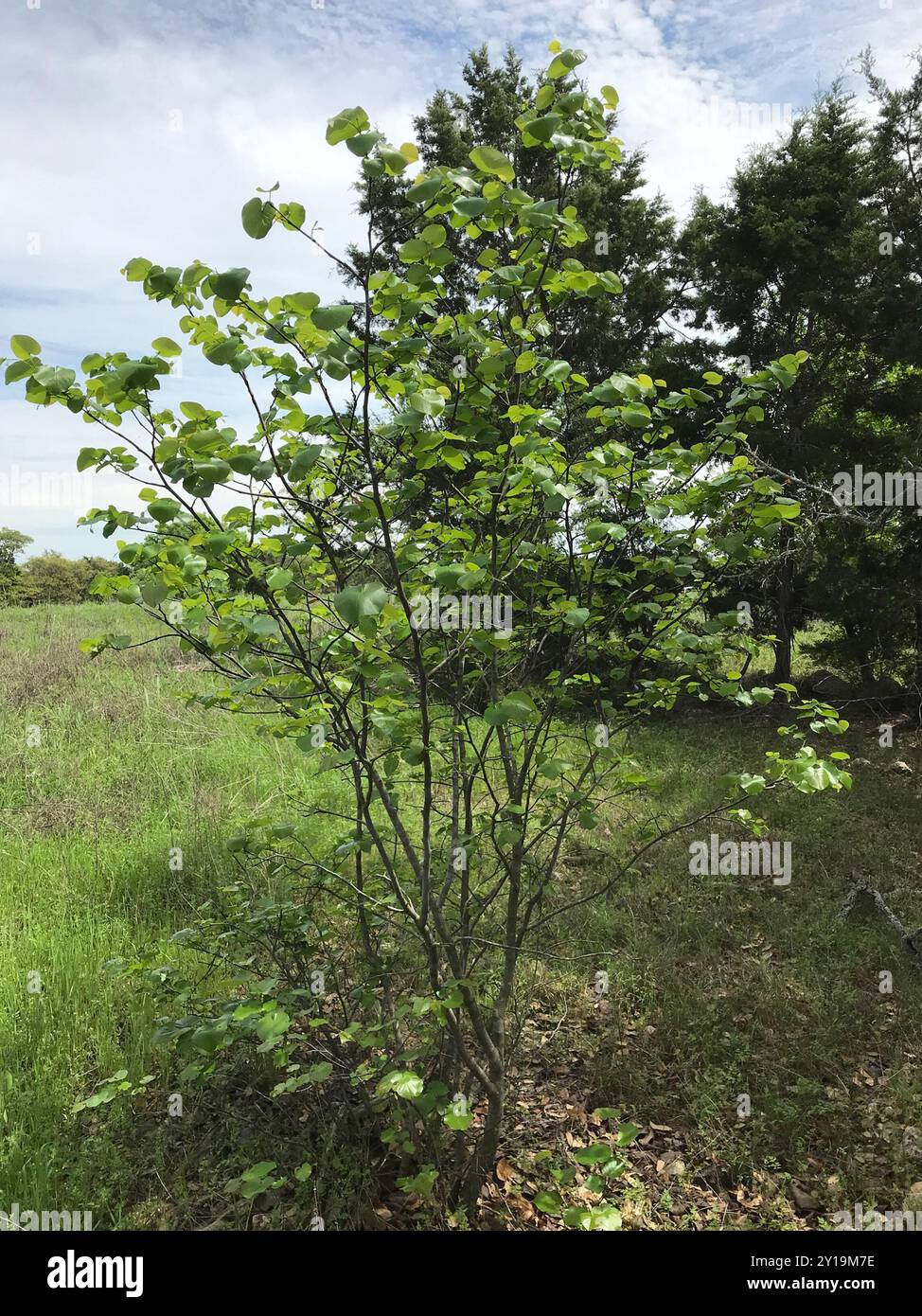 Texas redbud (Cercis canadensis texensis) Plantae Stock Photo - Alamy