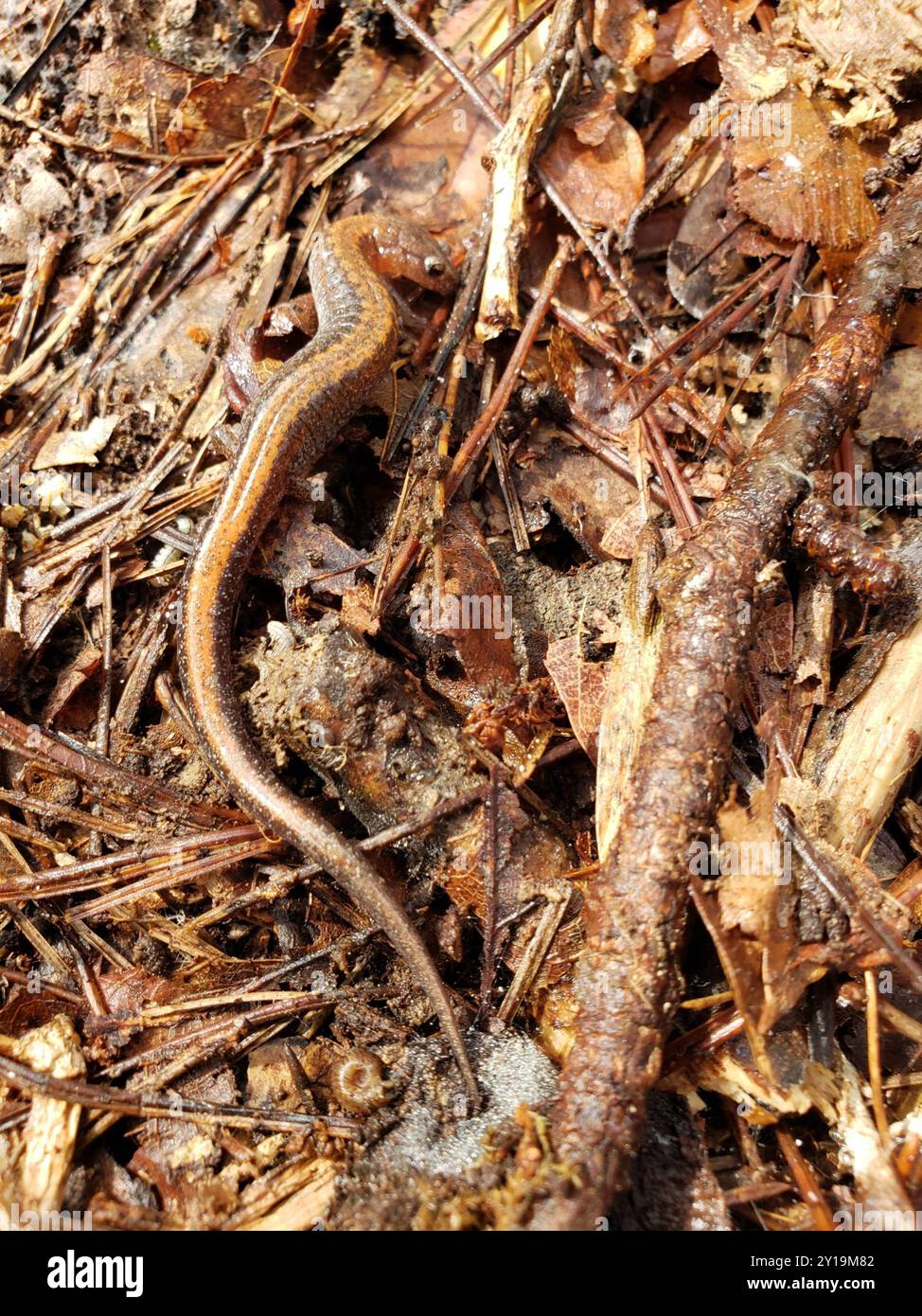 Southern Red-backed Salamander (Plethodon serratus) Amphibia Stock ...