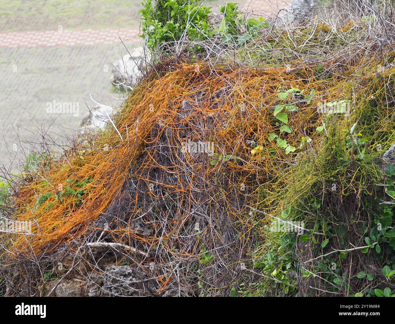 laurel dodder (Cassytha filiformis) Plantae Stock Photo - Alamy