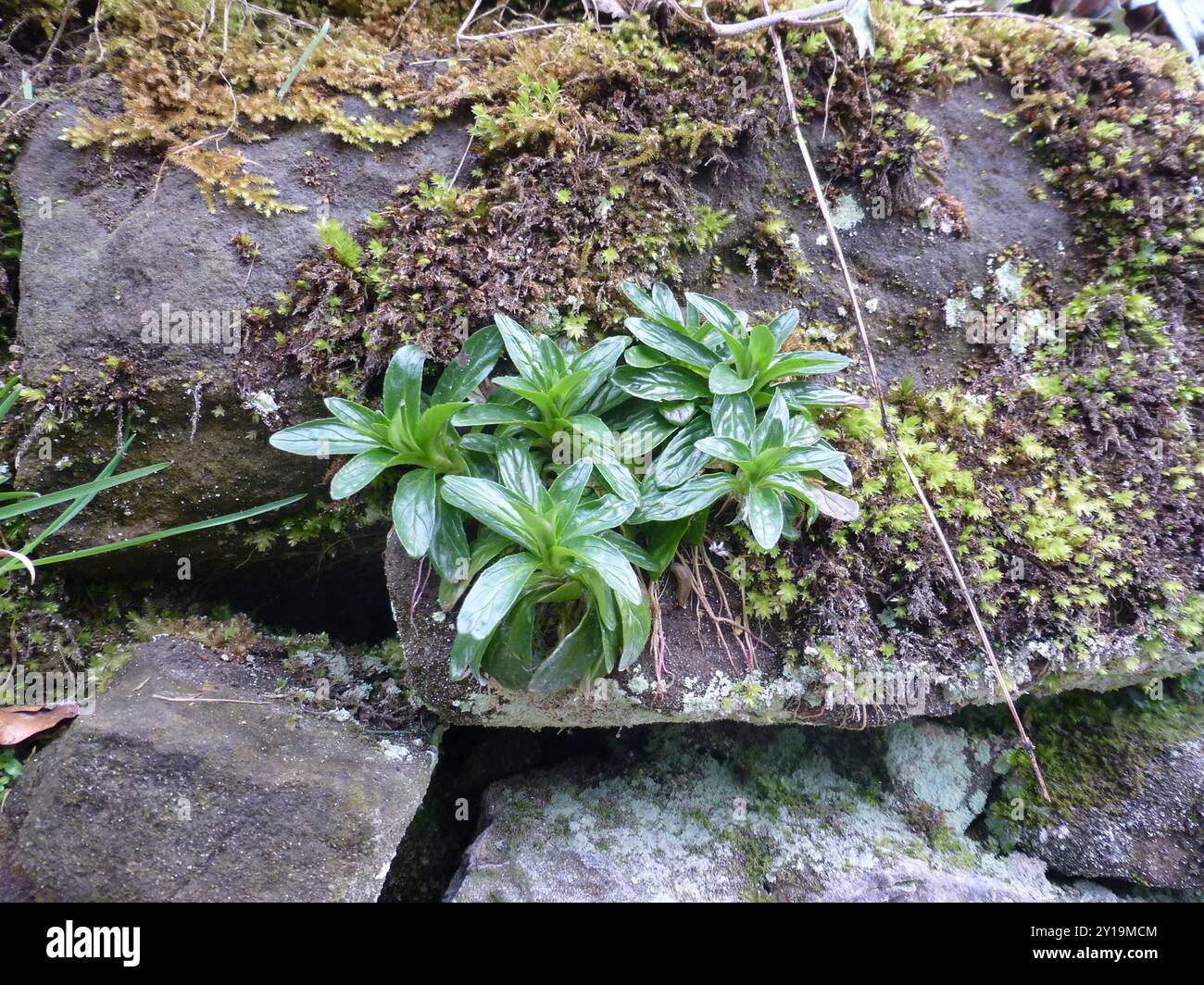 flowering plants (Angiospermae) Plantae Stock Photo - Alamy