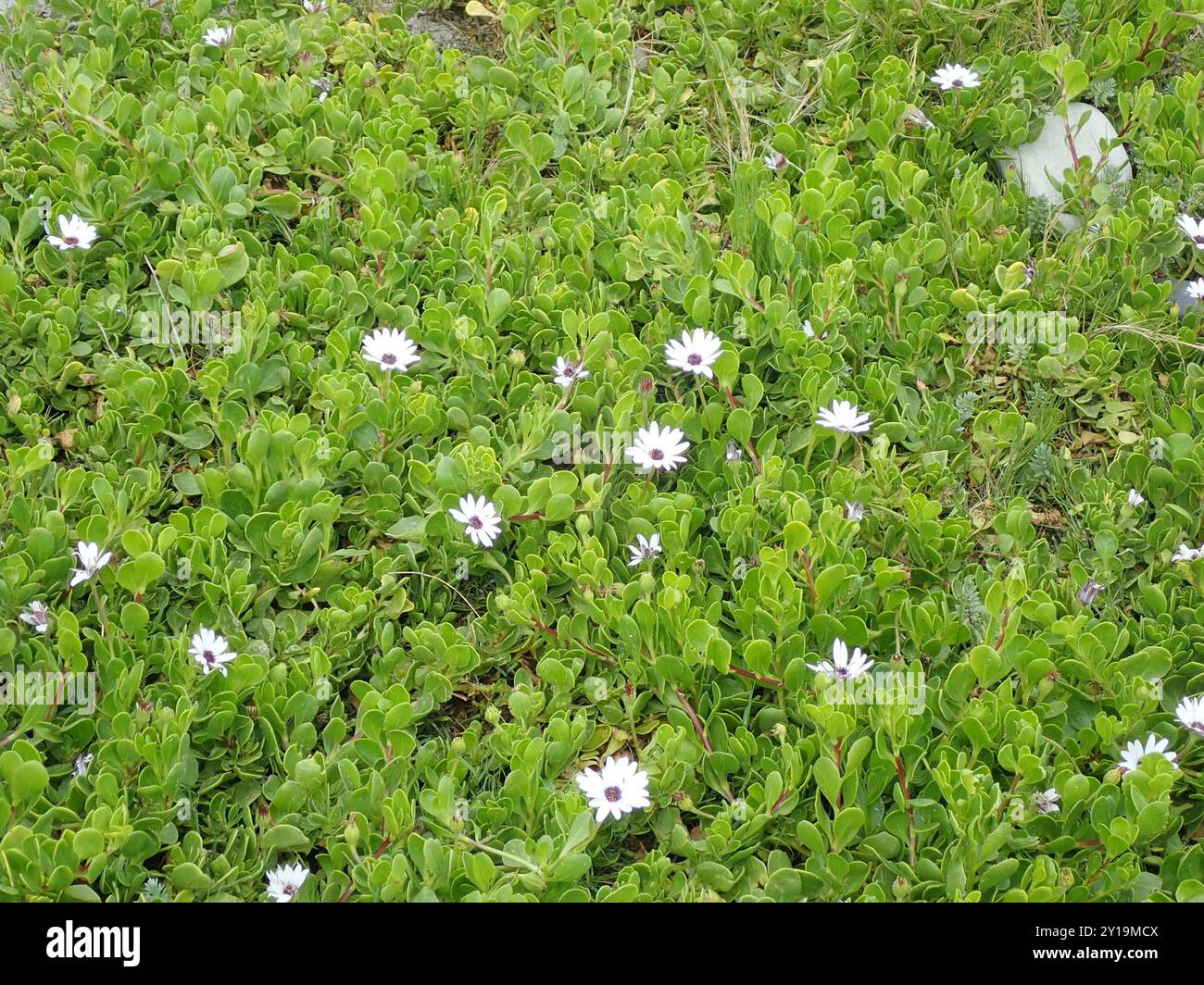 trailing African daisy (Dimorphotheca fruticosa) Plantae Stock Photo ...