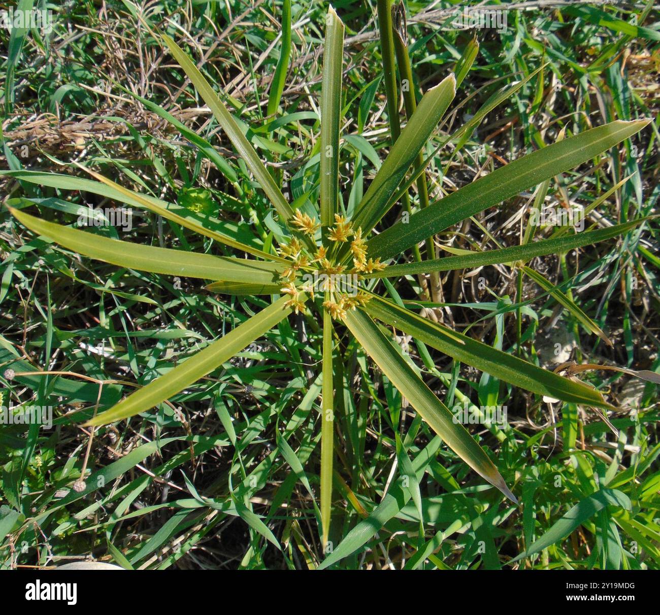 Umbrella Papyrus (Cyperus alternifolius) Plantae Stock Photo - Alamy