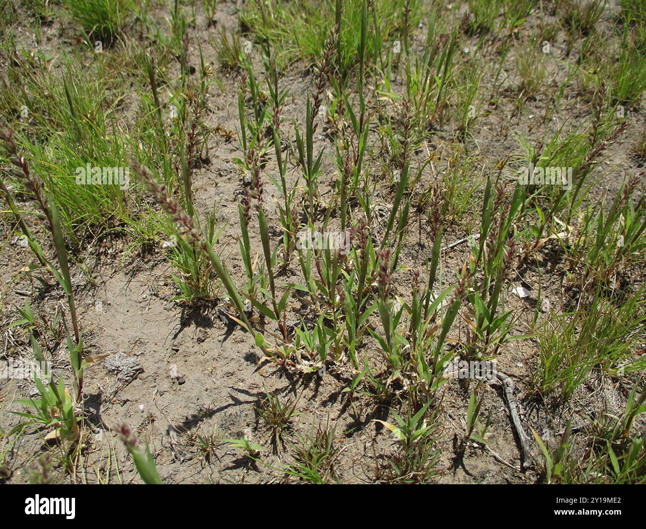 African bur-grass (Tragus berteronianus) Plantae Stock Photo - Alamy
