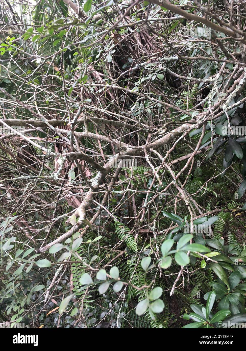 Lime Prickly-ash (Zanthoxylum fagara) Plantae Stock Photo - Alamy