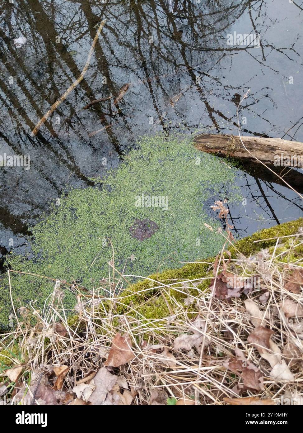 duckweeds (Lemnoideae) Plantae Stock Photo - Alamy