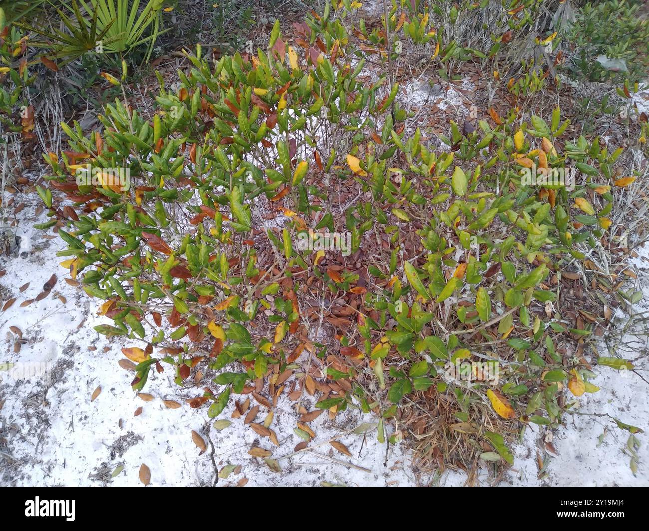 Florida scrub oak (Quercus inopina) Plantae Stock Photo - Alamy