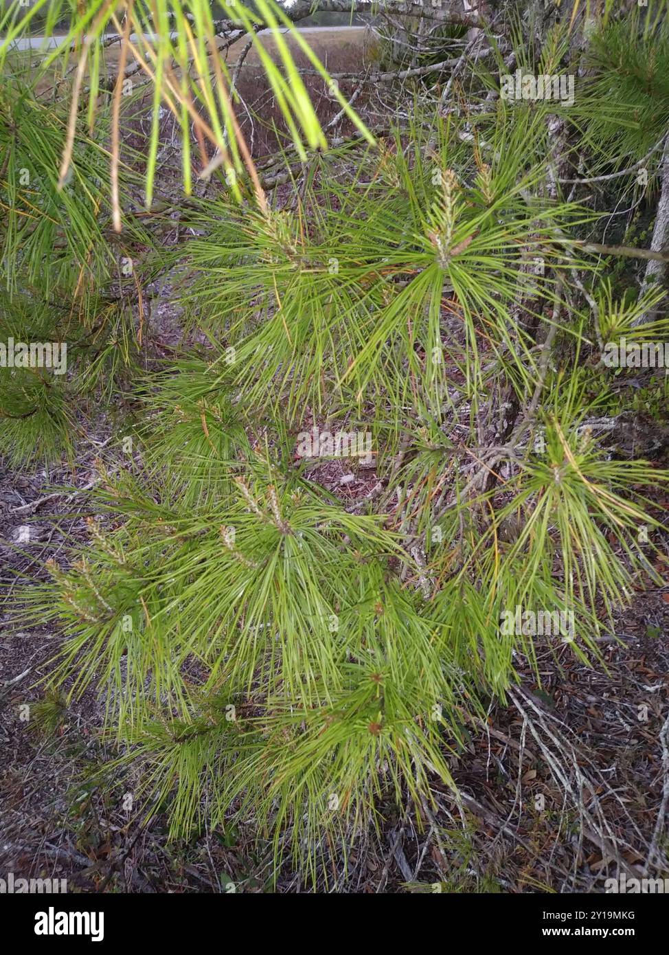 sand pine (Pinus clausa) Plantae Stock Photo - Alamy