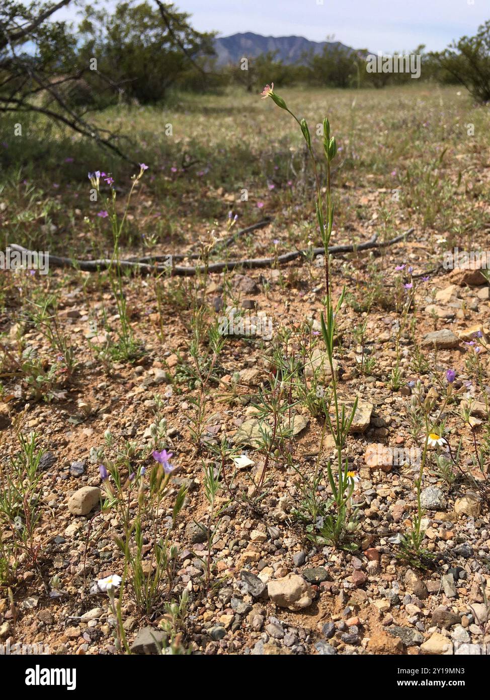 sleepy catchfly (Silene antirrhina) Plantae Stock Photo - Alamy