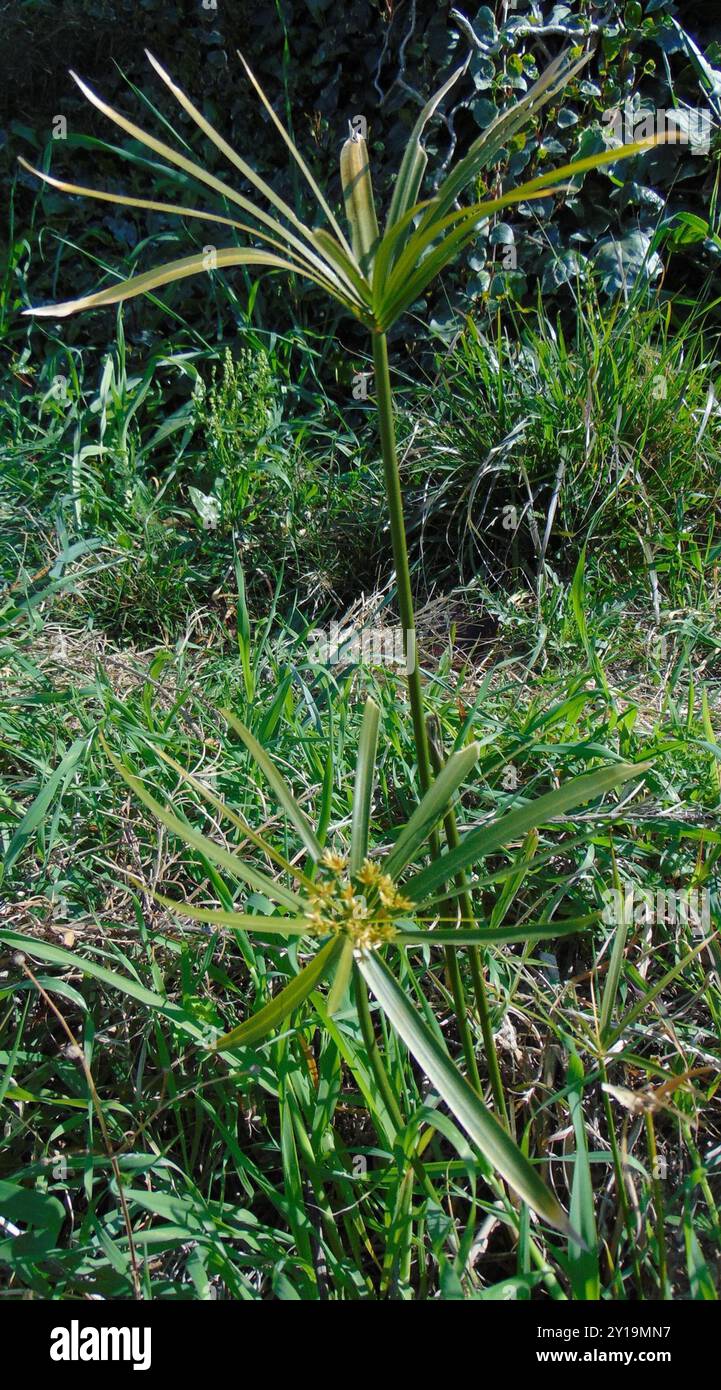 Umbrella Papyrus (Cyperus alternifolius) Plantae Stock Photo - Alamy