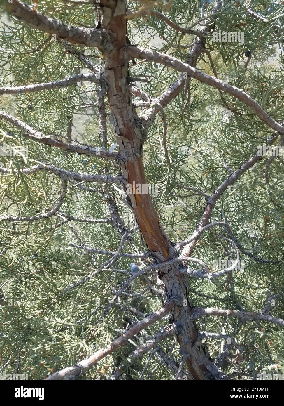 western juniper (Juniperus occidentalis) Plantae Stock Photo - Alamy
