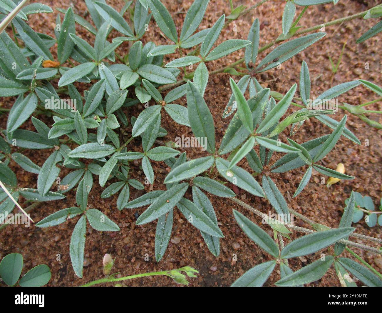 Caterpillar Beans (Zornia) Plantae Stock Photo - Alamy