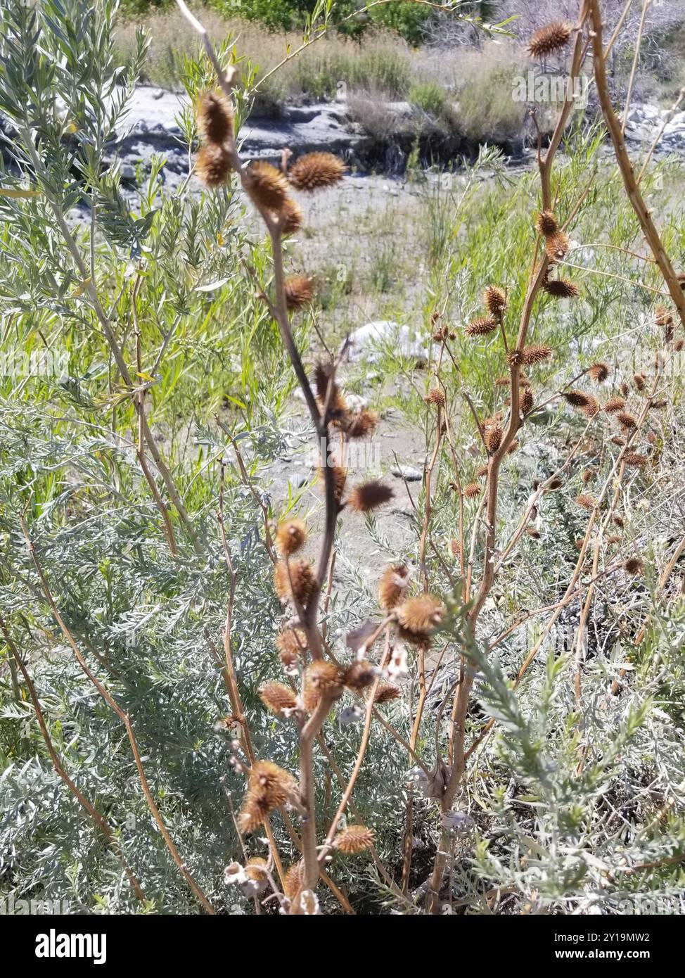 rough cocklebur (Xanthium strumarium) Plantae Stock Photo - Alamy