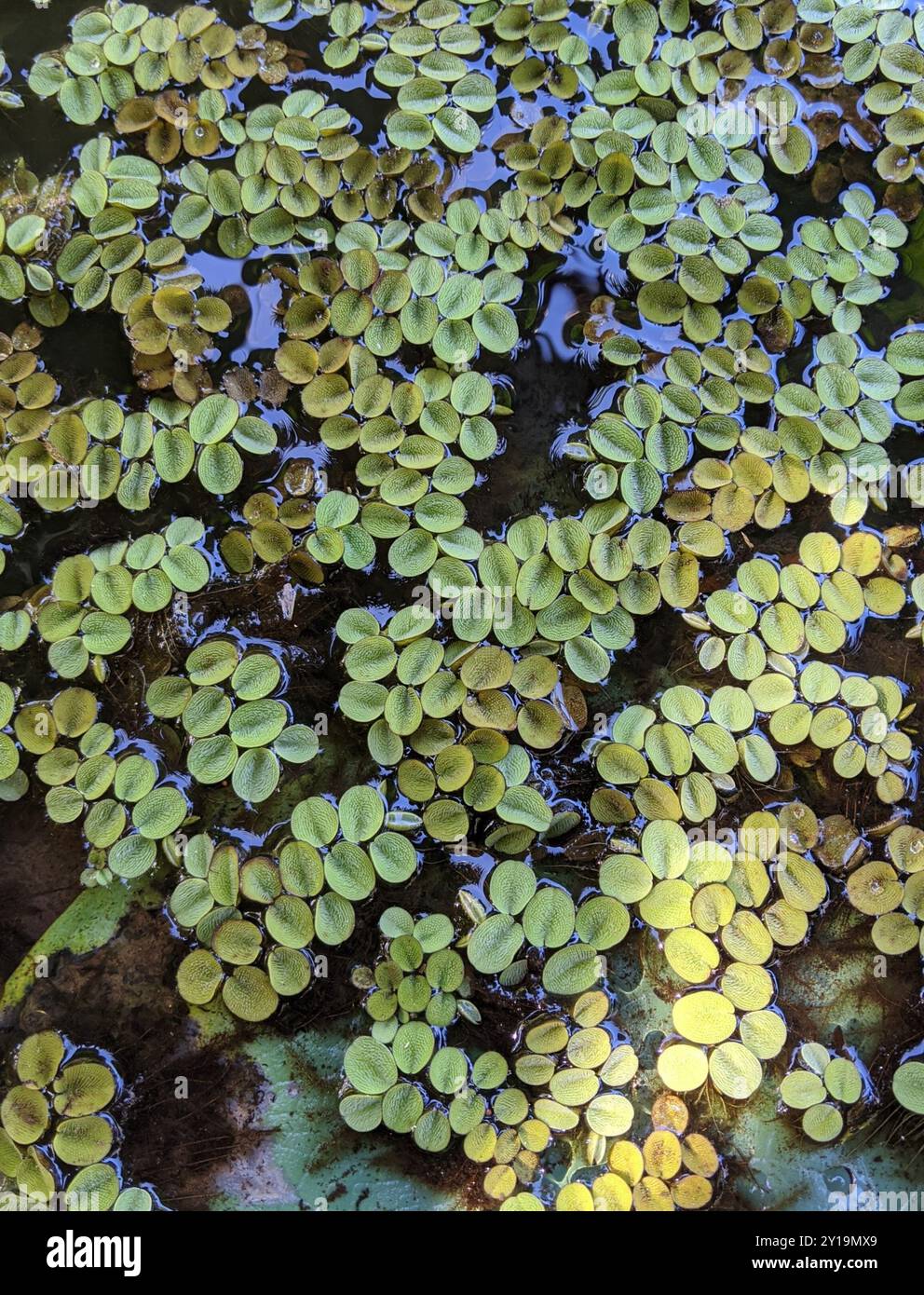 water spangles (Salvinia minima) Plantae Stock Photo - Alamy