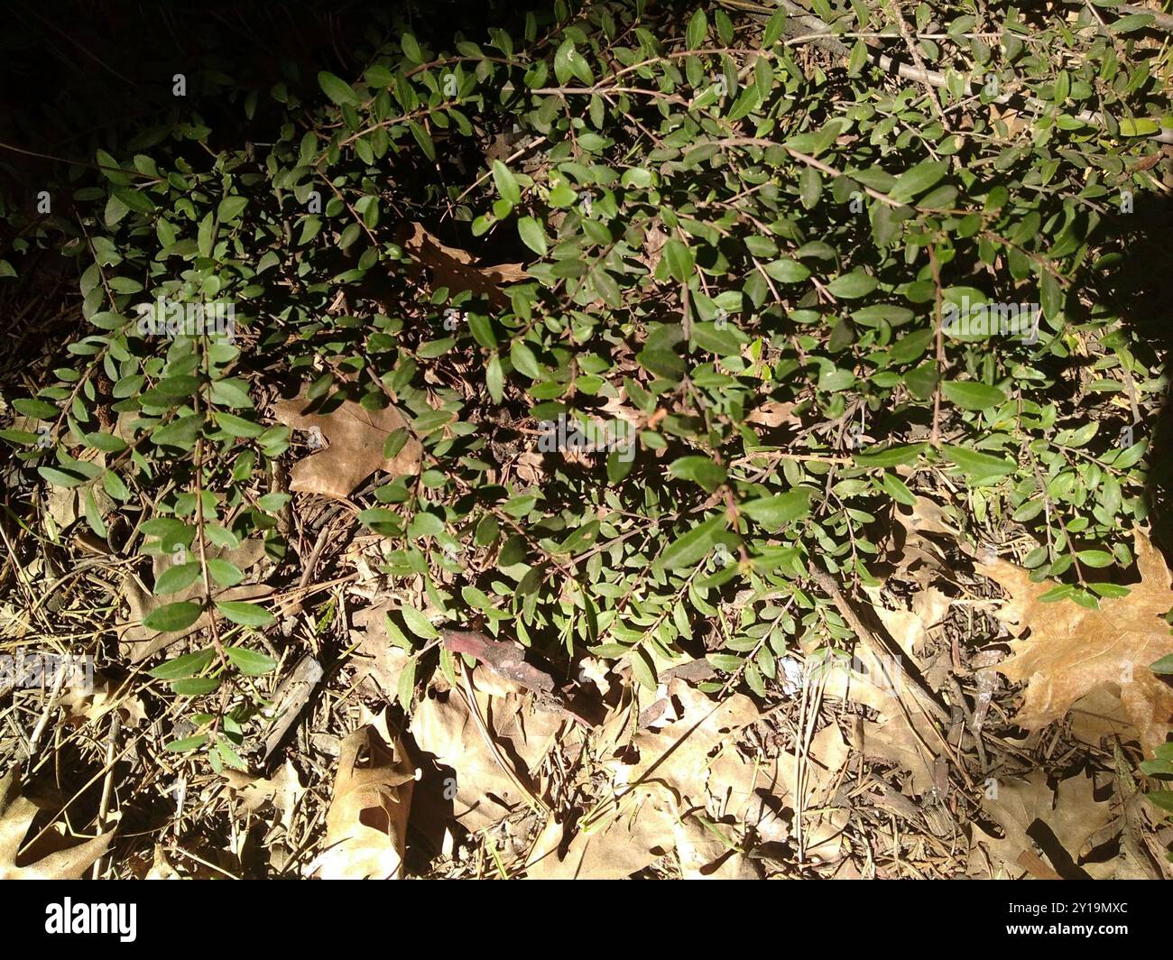 Oregon Boxwood (Paxistima myrsinites) Plantae Stock Photo - Alamy