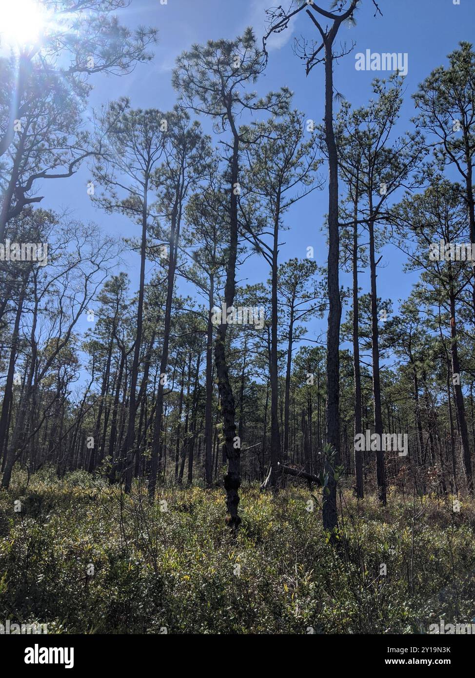 pond pine (Pinus serotina) Plantae Stock Photo - Alamy