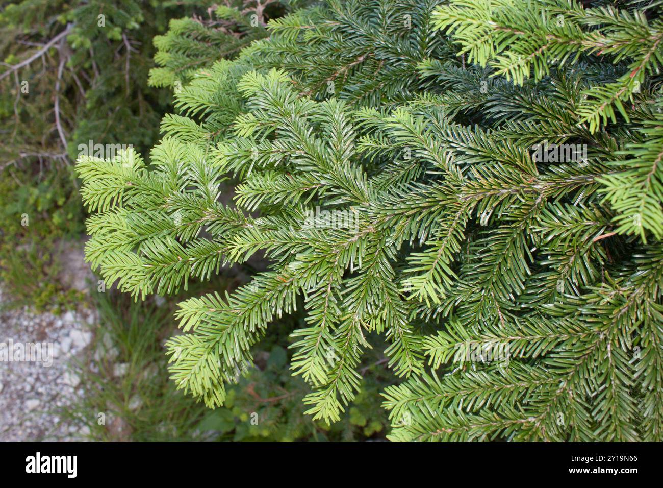 Pacific silver fir (Abies amabilis) Plantae Stock Photo - Alamy