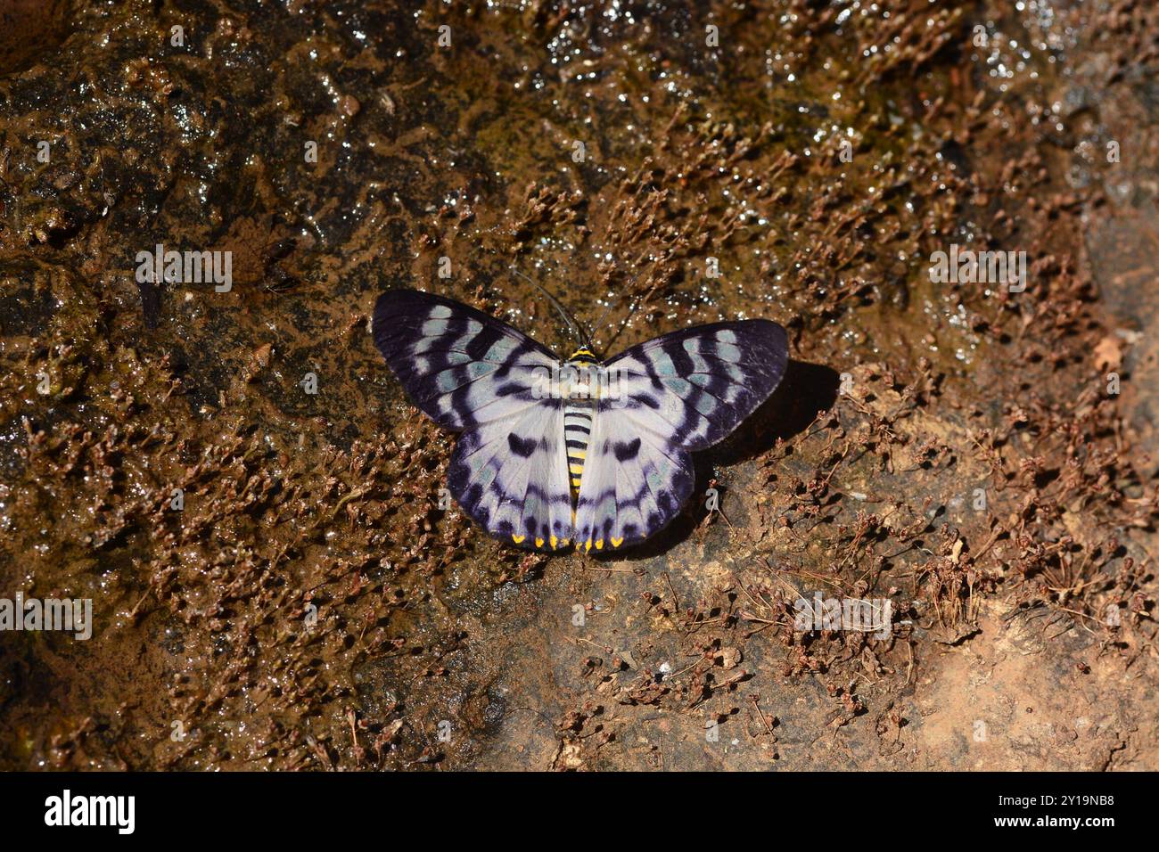 (Dysphania nelera) Insecta Stock Photo - Alamy