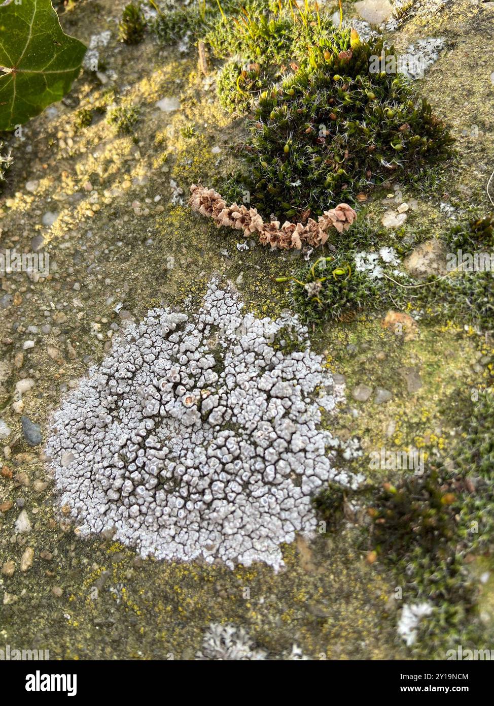 Chiseled Sunken Disk Lichen (Circinaria contorta) Fungi Stock Photo - Alamy