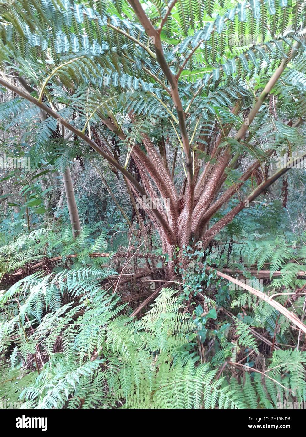 Scaly Tree Fern (Sphaeropteris cooperi) Plantae Stock Photo - Alamy