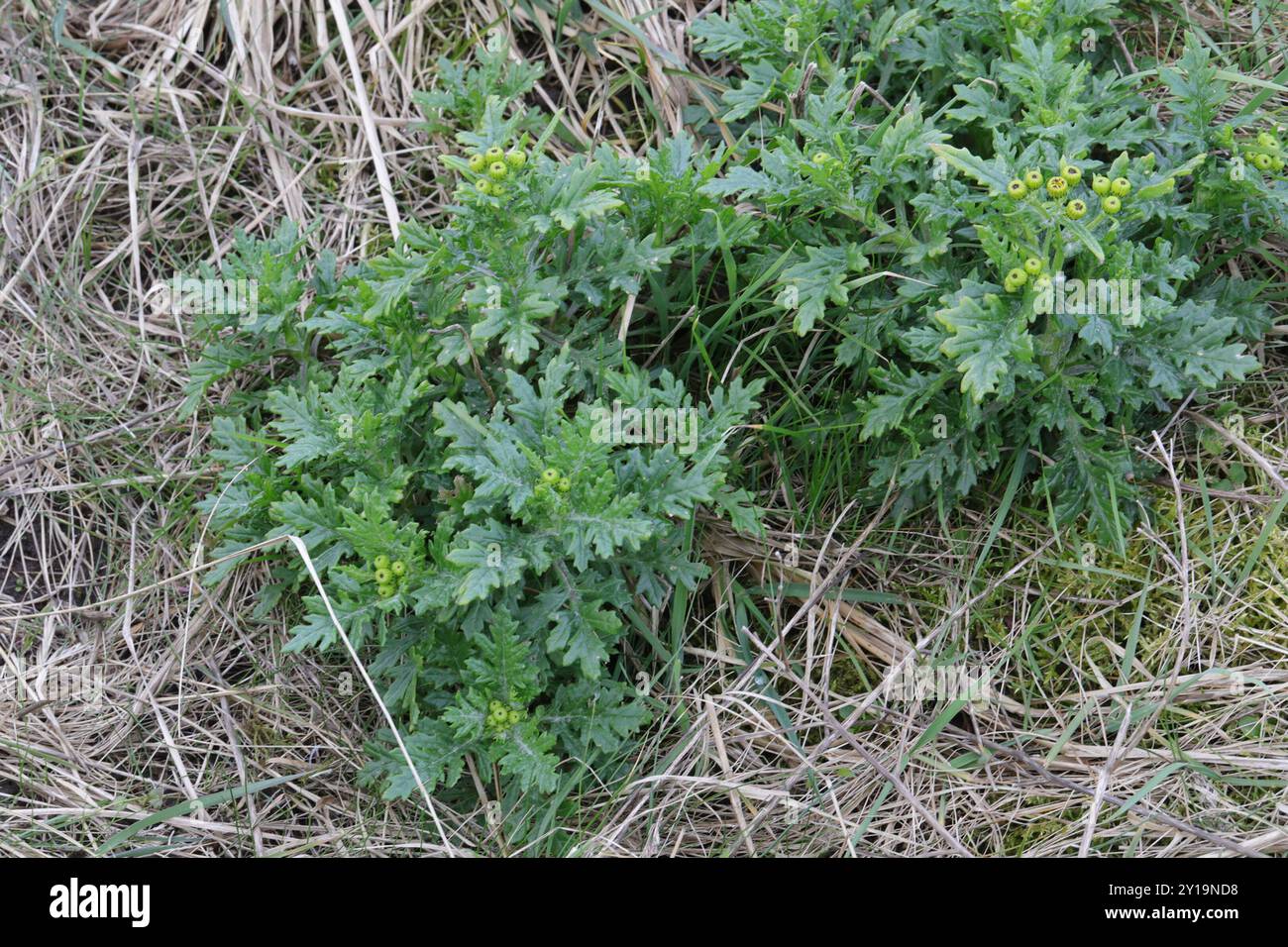 Oxford Ragwort (Senecio squalidus) Plantae Stock Photo - Alamy