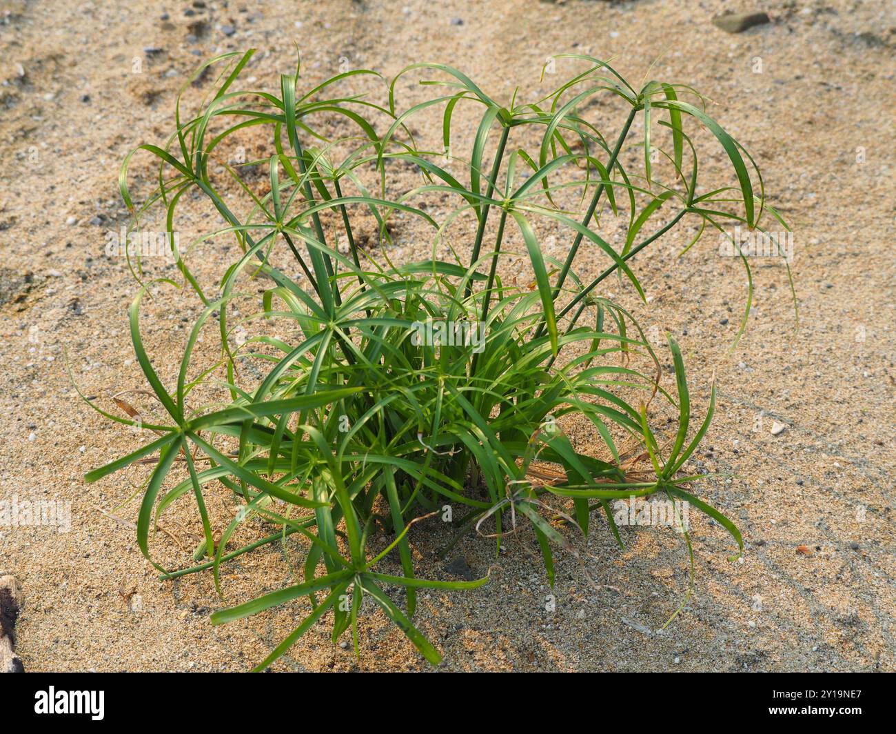 Umbrella papyrus (Cyperus alternifolius flabelliformis) Plantae Stock ...