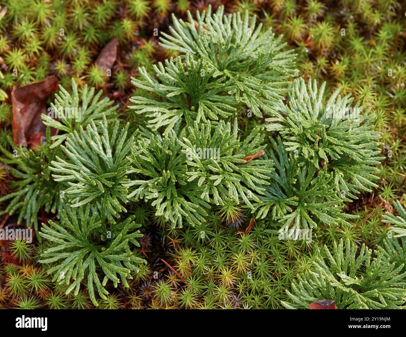 fan clubmoss (Diphasiastrum digitatum) Plantae Stock Photo - Alamy