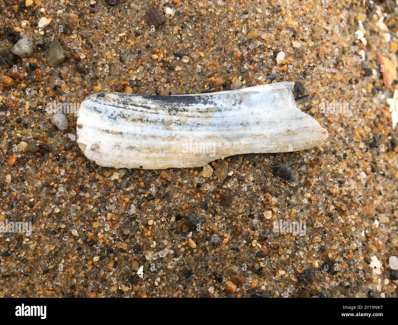 Atlantic Jackknife (Ensis leei) Mollusca Stock Photo - Alamy