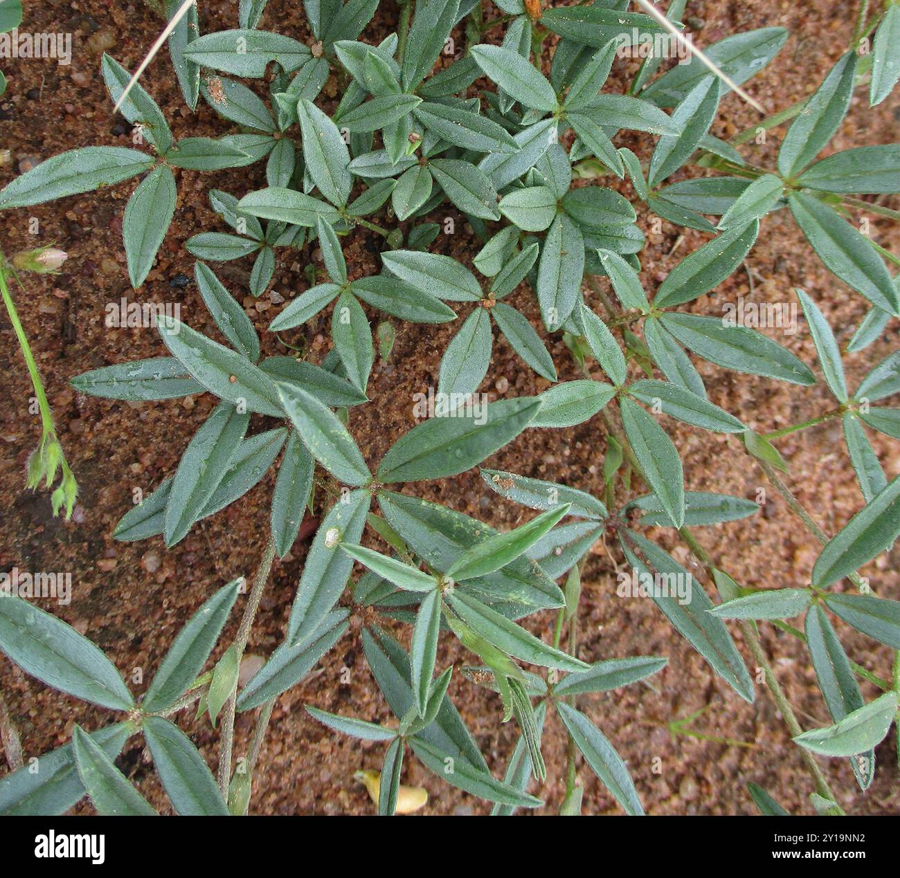 Caterpillar Beans (Zornia) Plantae Stock Photo - Alamy