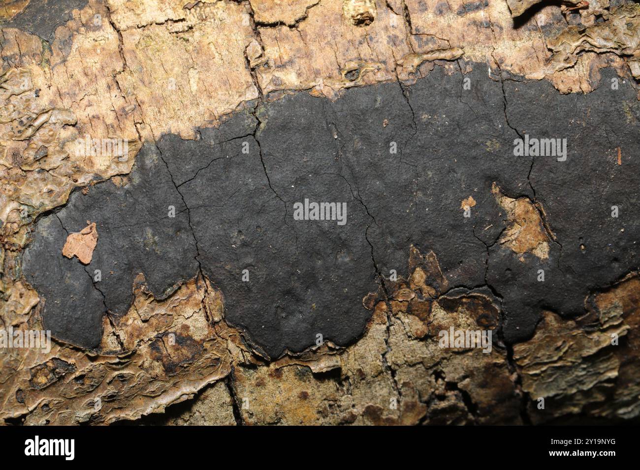 Beech Tarcrust (Biscogniauxia nummularia) Fungi Stock Photo - Alamy