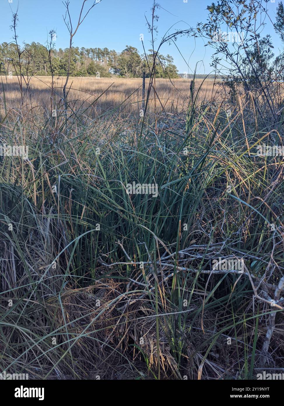 Swamp Sawgrass (Cladium mariscus) Plantae Stock Photo - Alamy