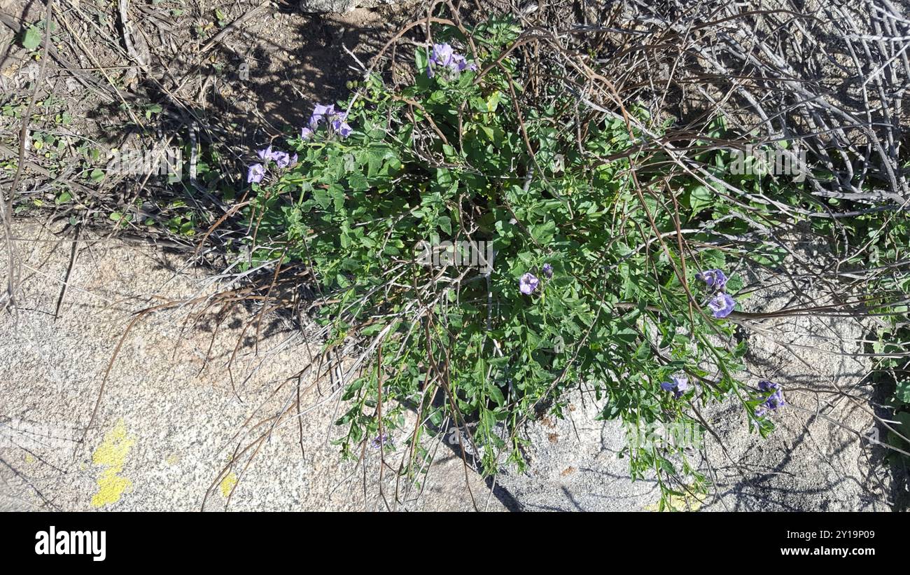 purple nightshade (Solanum xanti) Plantae Stock Photo - Alamy