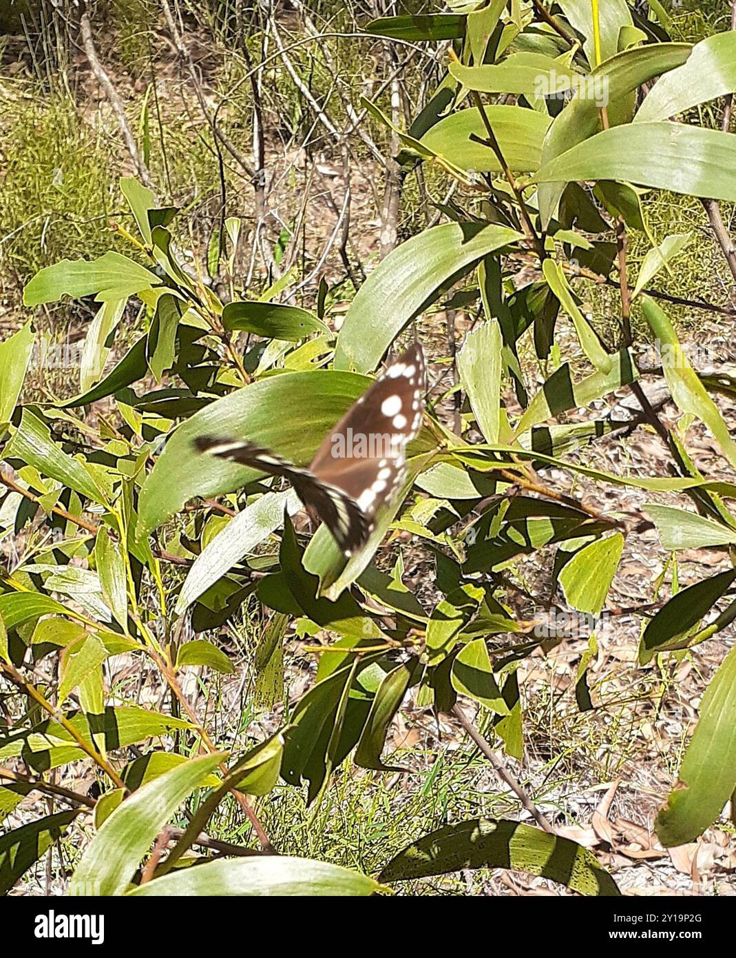Common Crow Butterfly (Euploea core) Insecta Stock Photo - Alamy