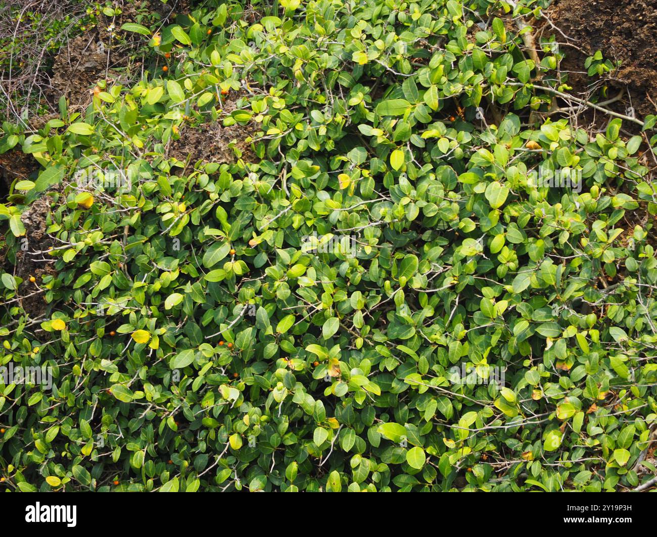 Dye fig (Ficus tinctoria) Plantae Stock Photo - Alamy
