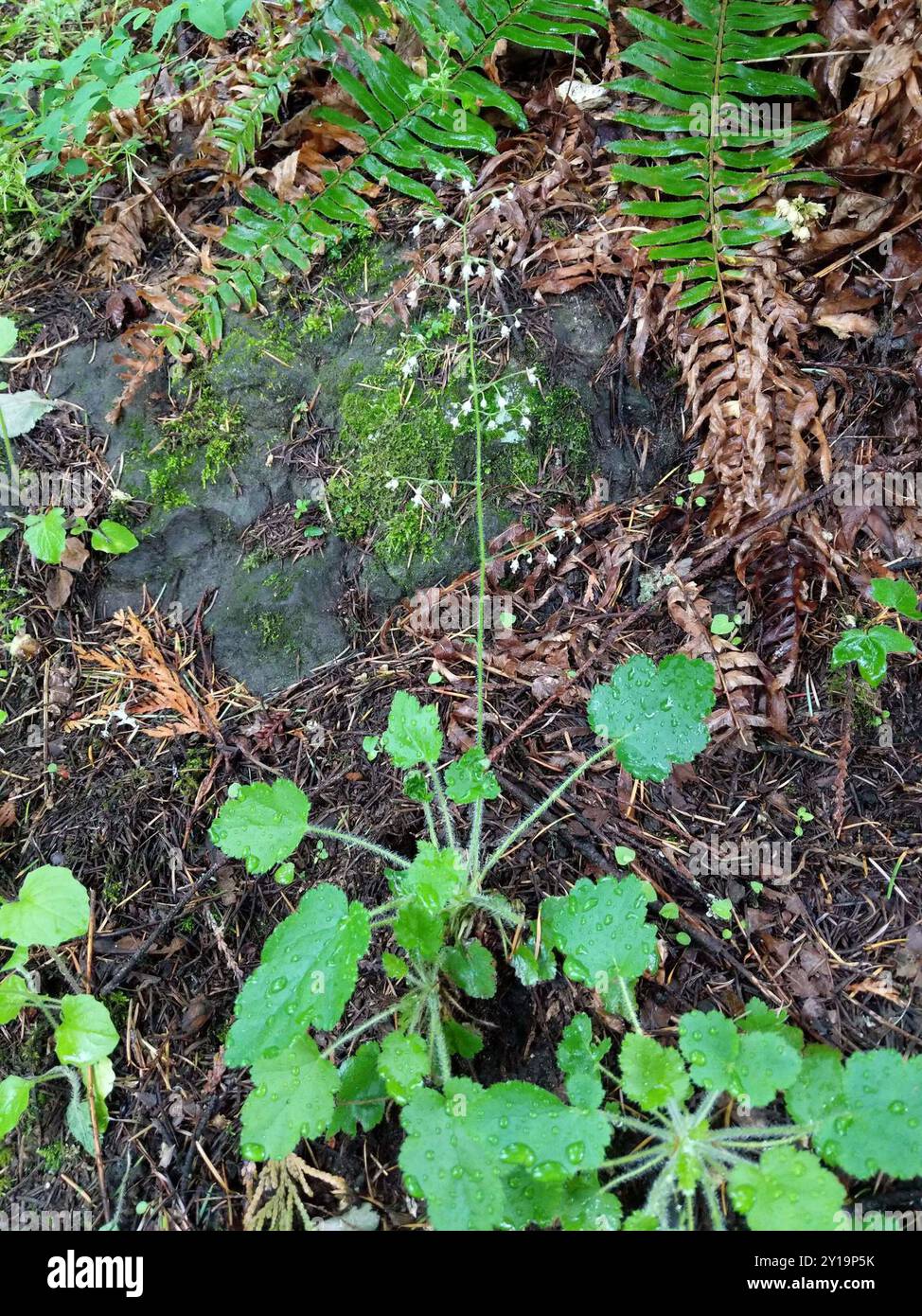 crevice alumroot (Heuchera micrantha) Plantae Stock Photo - Alamy