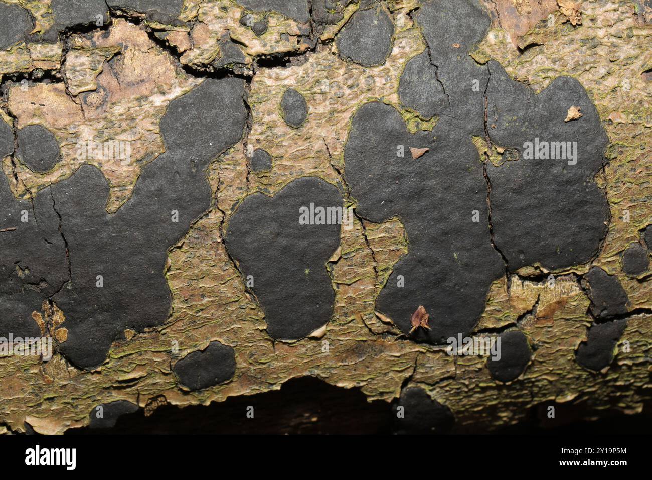 Beech Tarcrust (Biscogniauxia nummularia) Fungi Stock Photo - Alamy