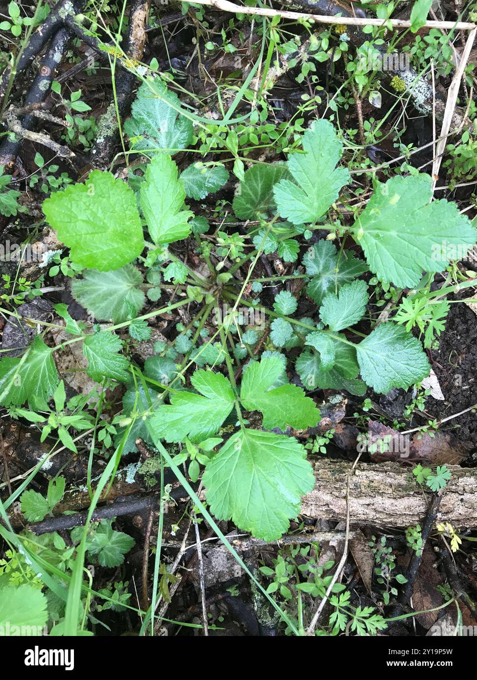 white avens (Geum canadense) Plantae Stock Photo - Alamy
