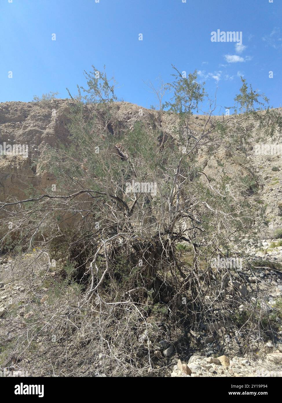 desert ironwood (Olneya tesota) Plantae Stock Photo - Alamy