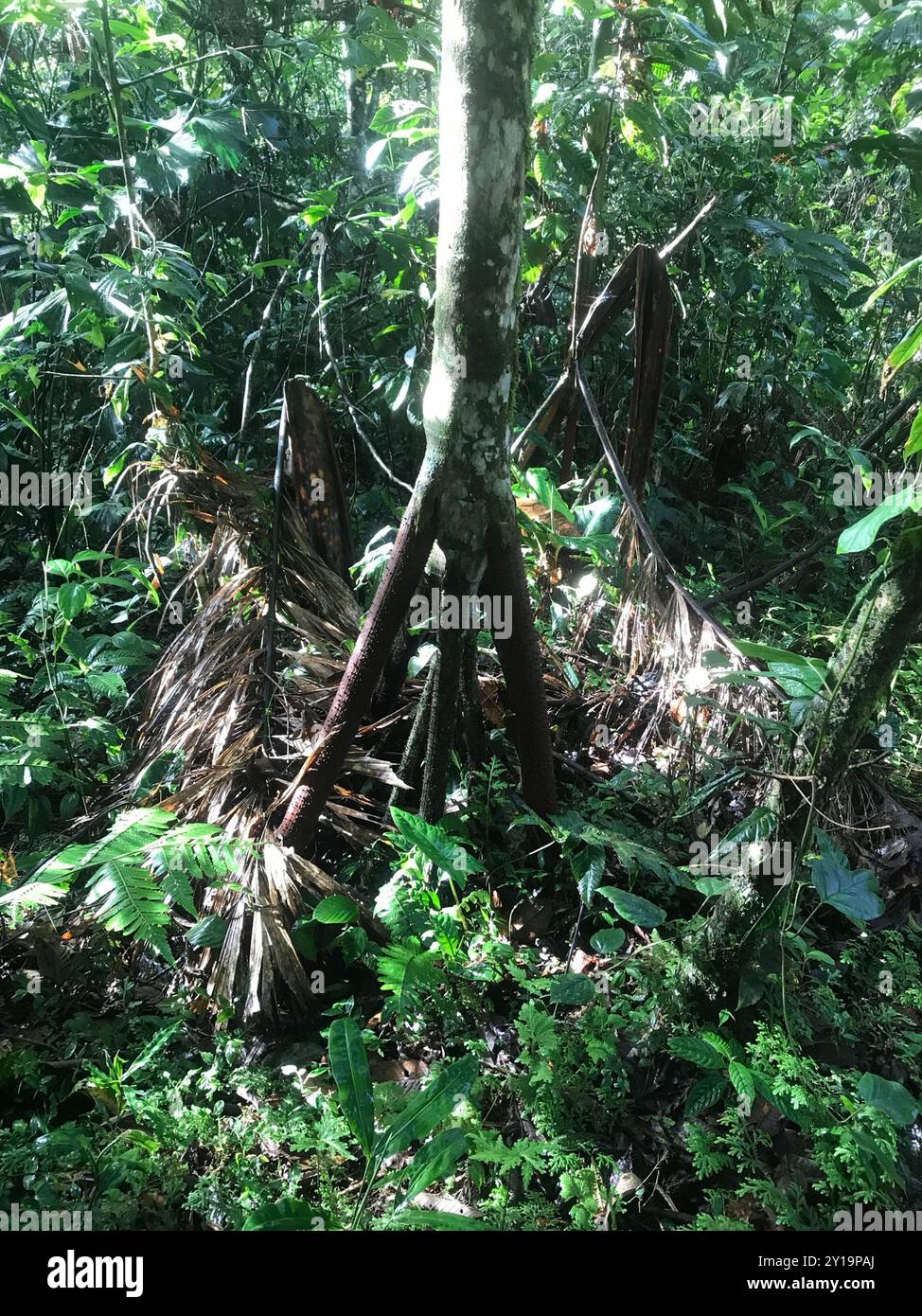walking palm (Socratea exorrhiza) Plantae Stock Photo - Alamy