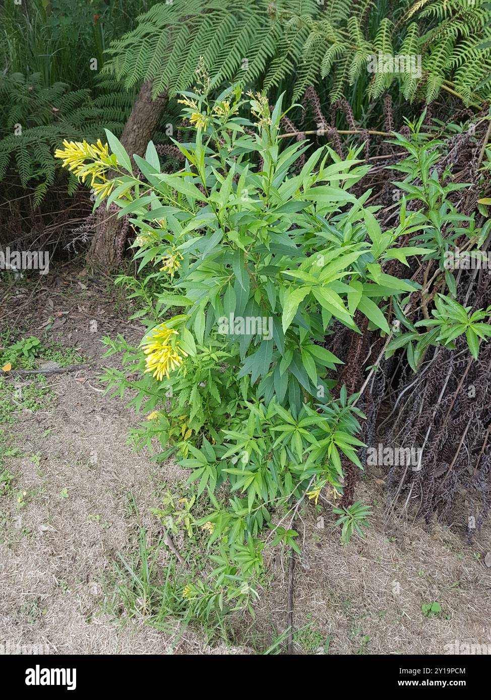 green cestrum (Cestrum parqui) Plantae Stock Photo - Alamy