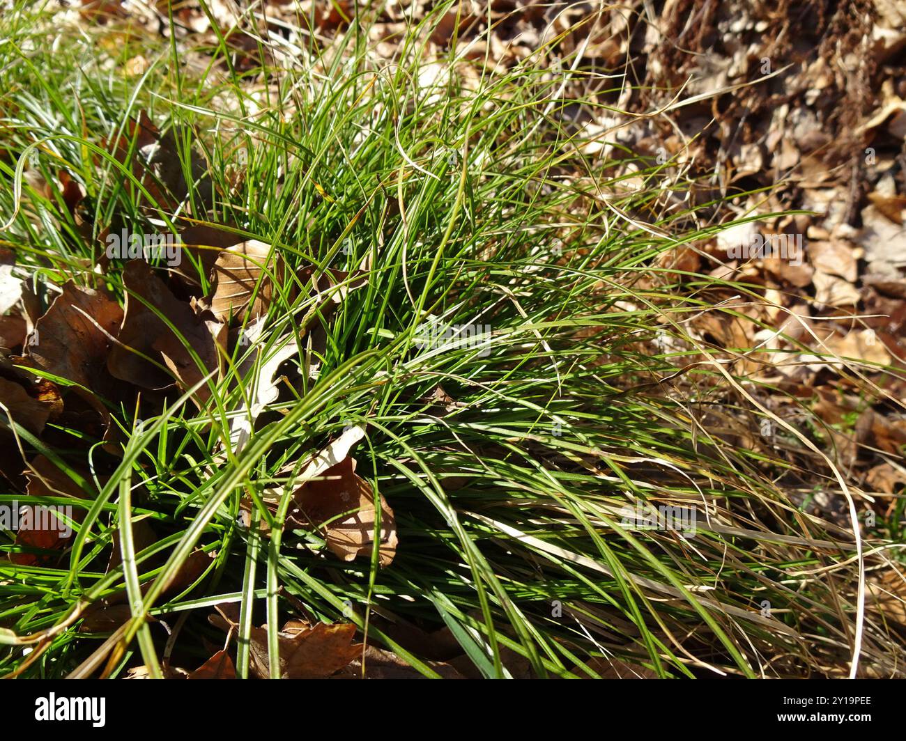 Remote Sedge (Carex remota) Plantae Stock Photo - Alamy